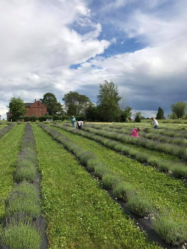 Visit our Farm – Moore Manor Lavender